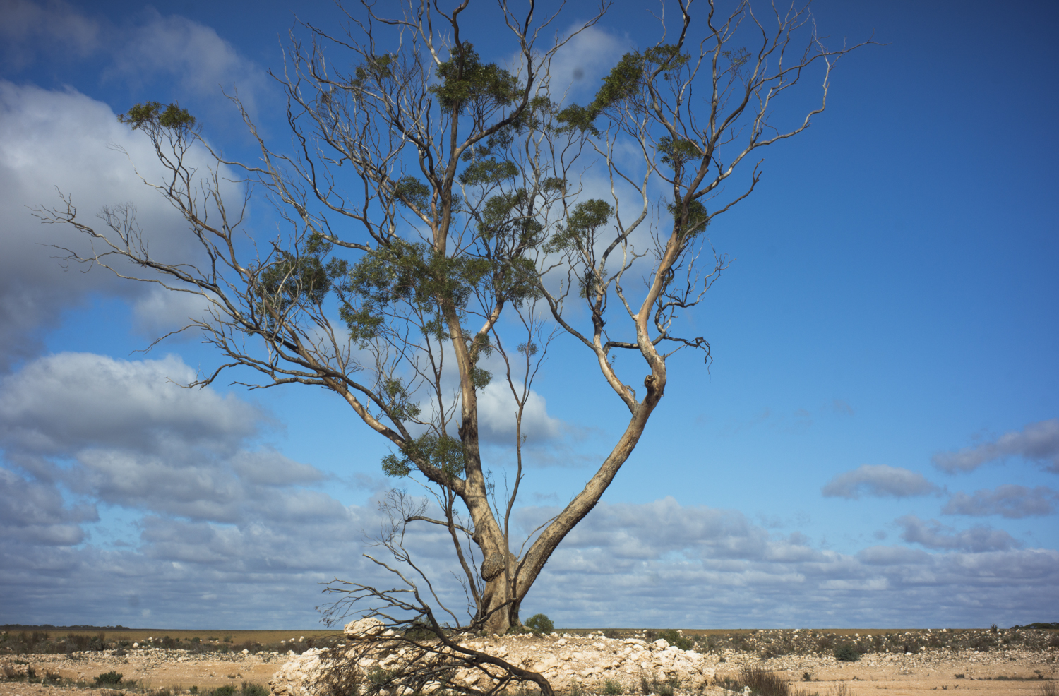 The Mallee and the pastoral - Mallee Routes