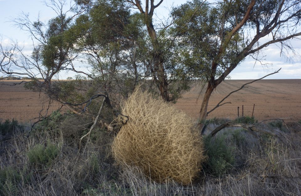 The Mallee and the pastoral - Mallee Routes